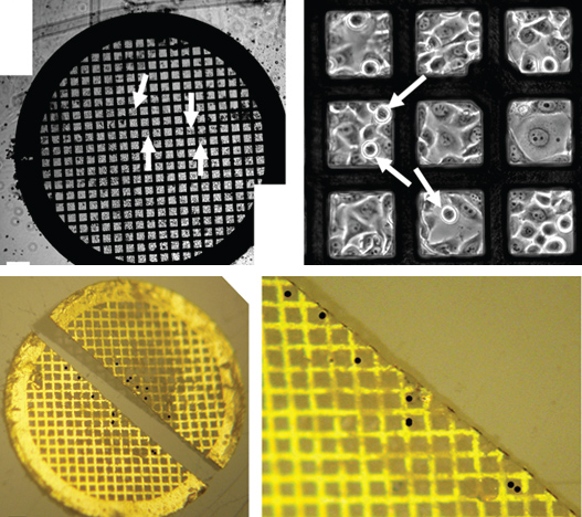 3D Electron Microscopy Group | New York State Department of Health ...